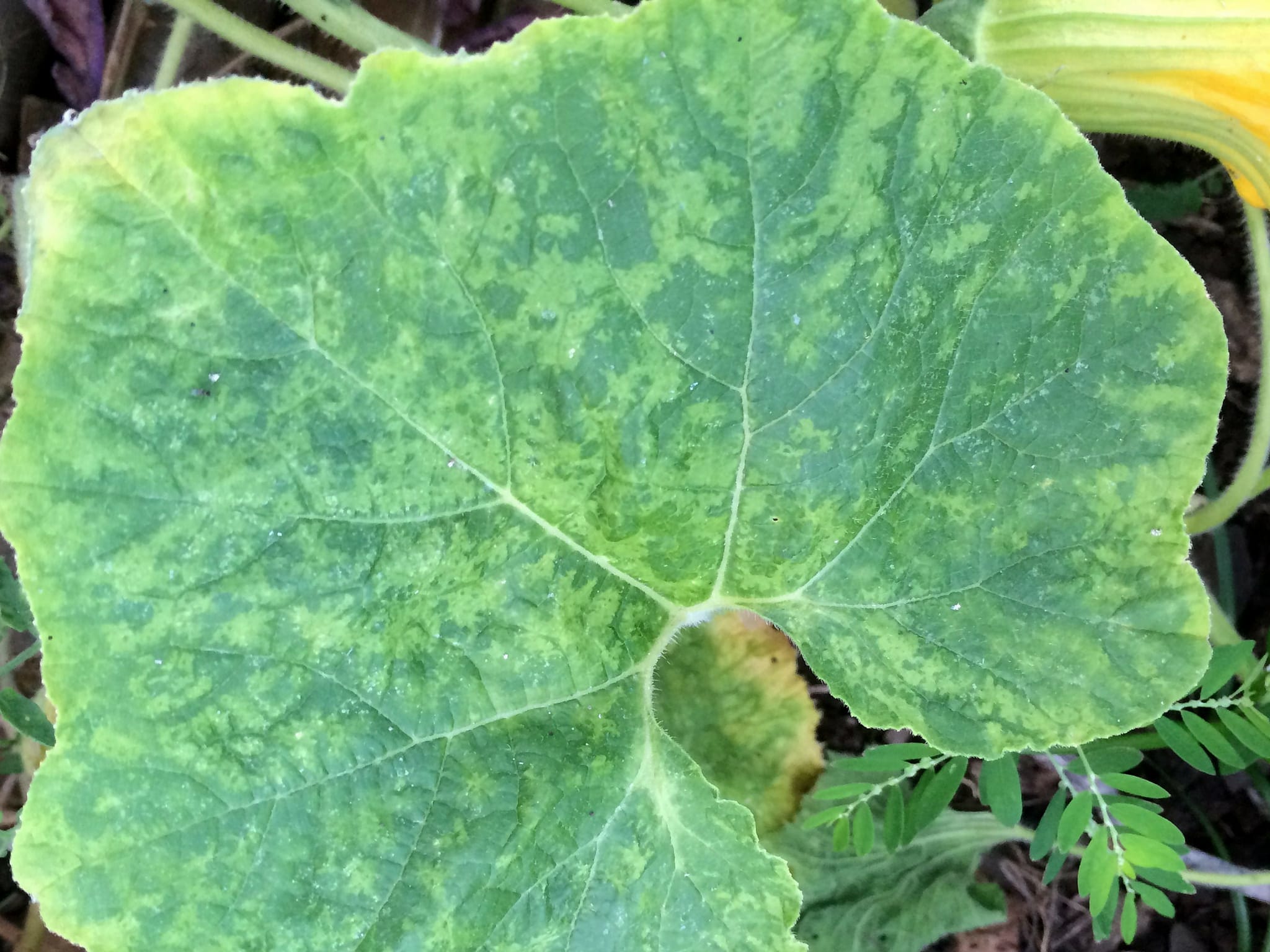 How to Identify and Treat Common Cucumber Diseases - Dengarden