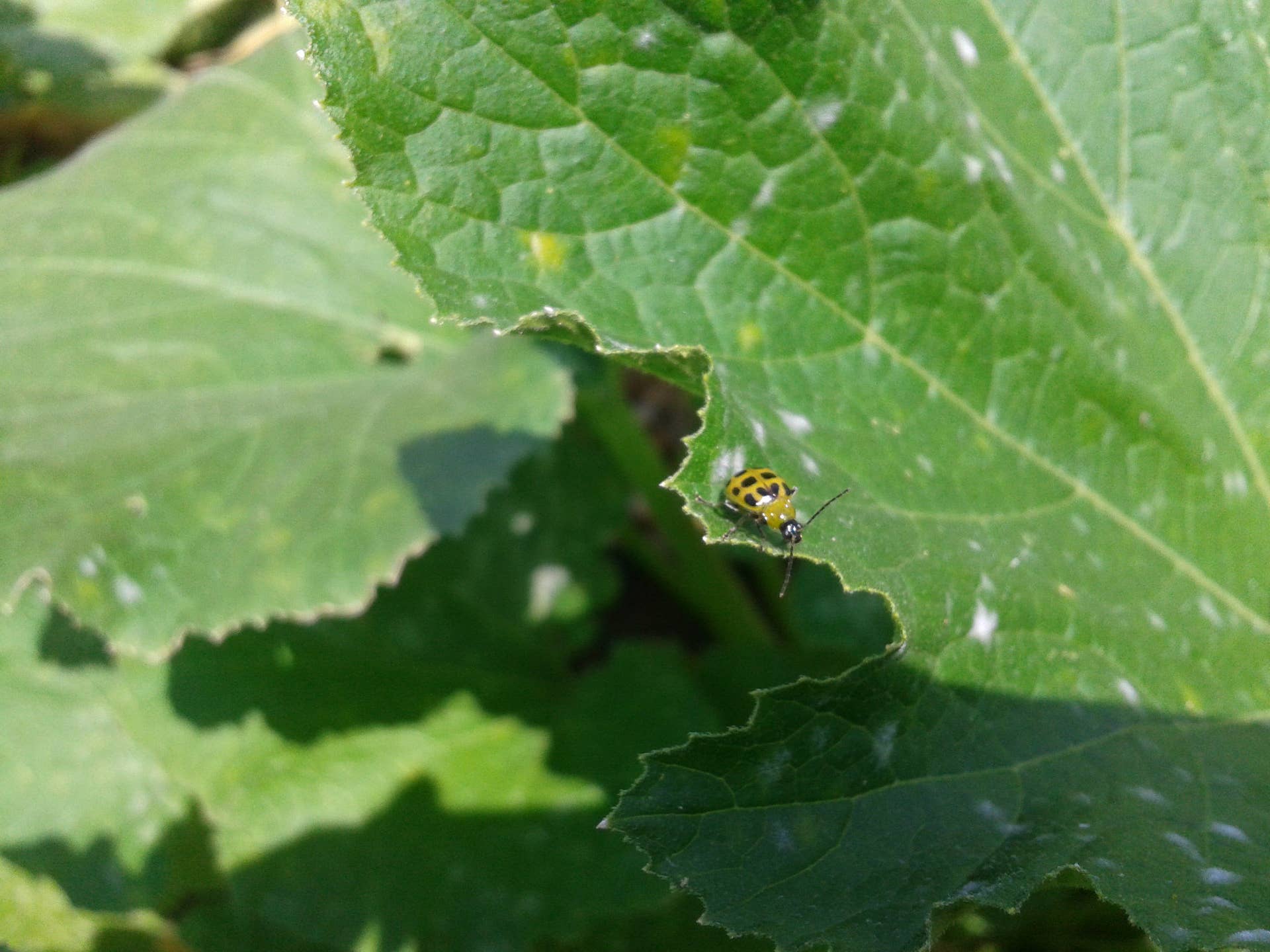 How to Identify and Treat Common Cucumber Diseases - Dengarden