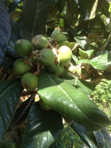 What Are the Health Benefits of Eating Loquat Fruits? - Dengarden