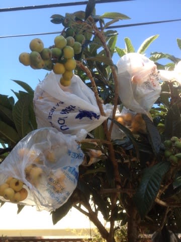 What Are the Health Benefits of Eating Loquat Fruits? - Dengarden