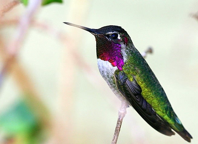 A Super Easy Recipe for Hummingbird Food - Dengarden