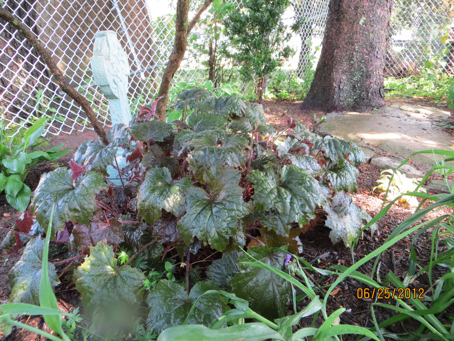 Coral Bells: Heuchera - Dengarden