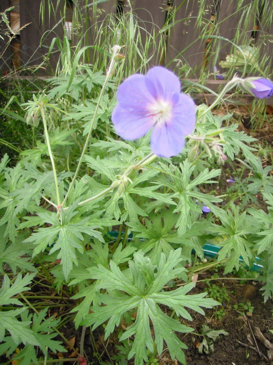 22 Best Plants for Sun With Summer Flowers - Dengarden