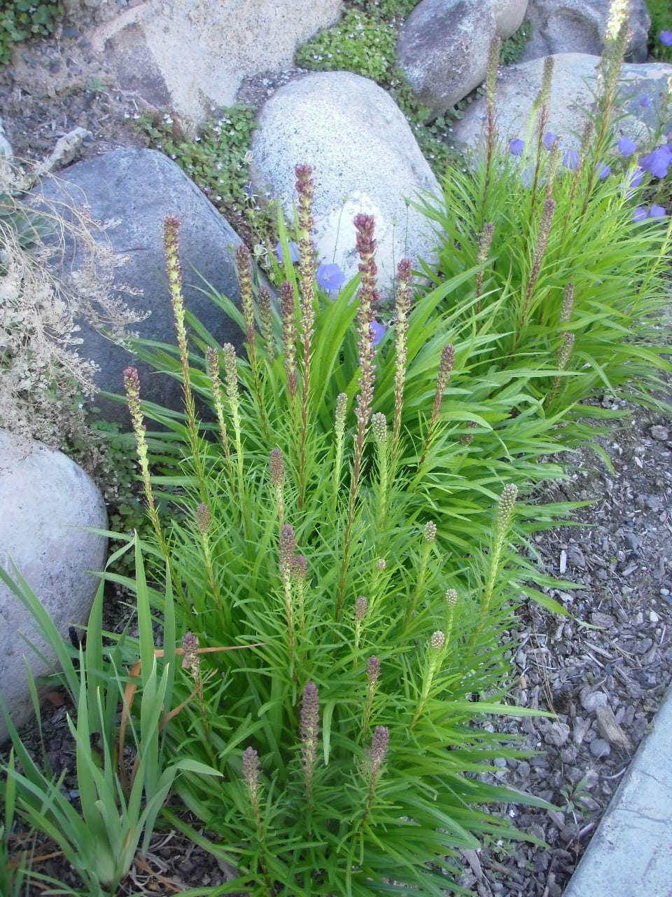 22 Best Plants for Sun With Summer Flowers - Dengarden