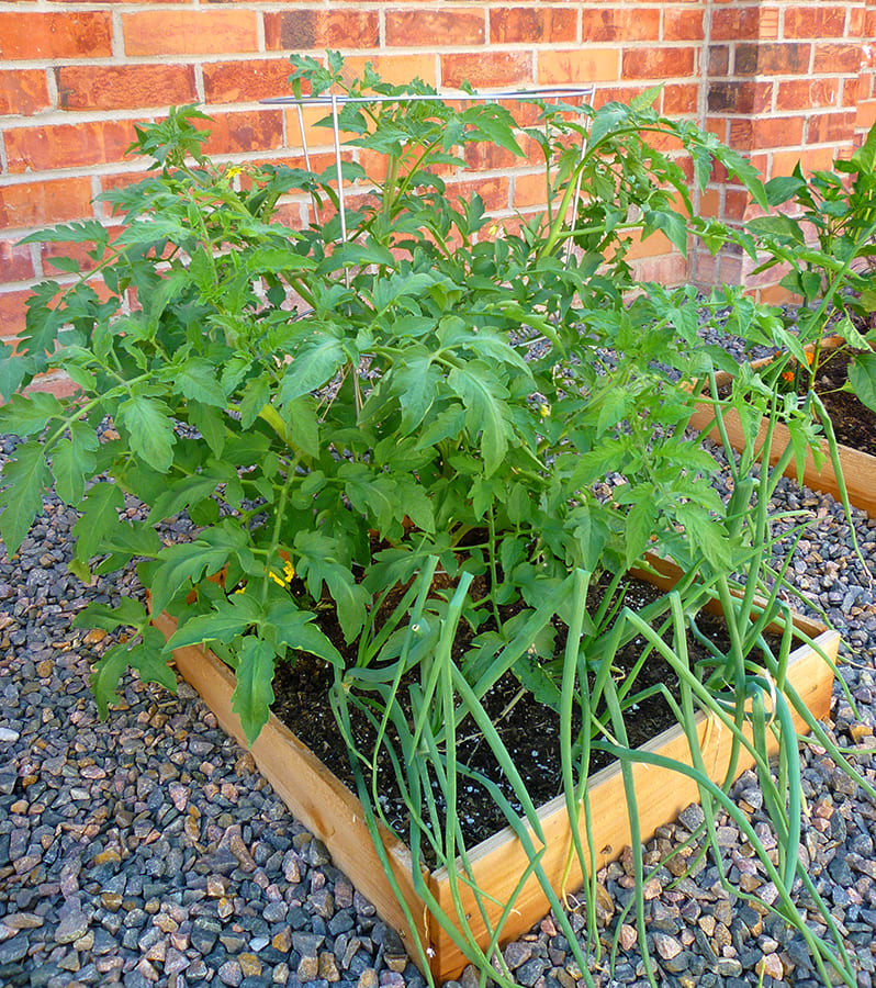 How to Brew and Use Compost Tea - Dengarden