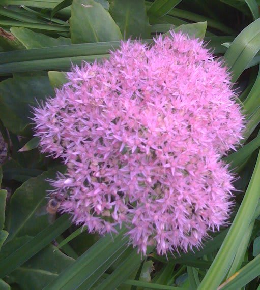 Can Plants Grow in Sand? - Dengarden