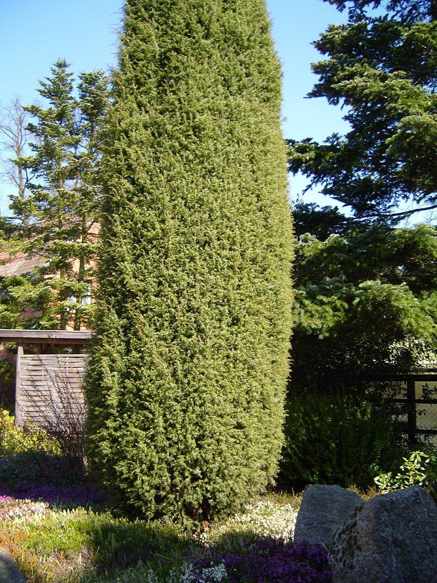 Top 5 Evergreen Privacy Trees That Are Easy to Grow - Dengarden