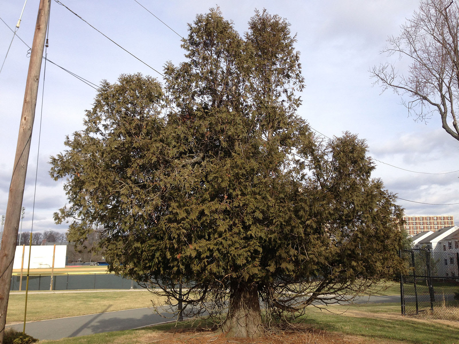 Top 5 Evergreen Privacy Trees That Are Easy to Grow - Dengarden