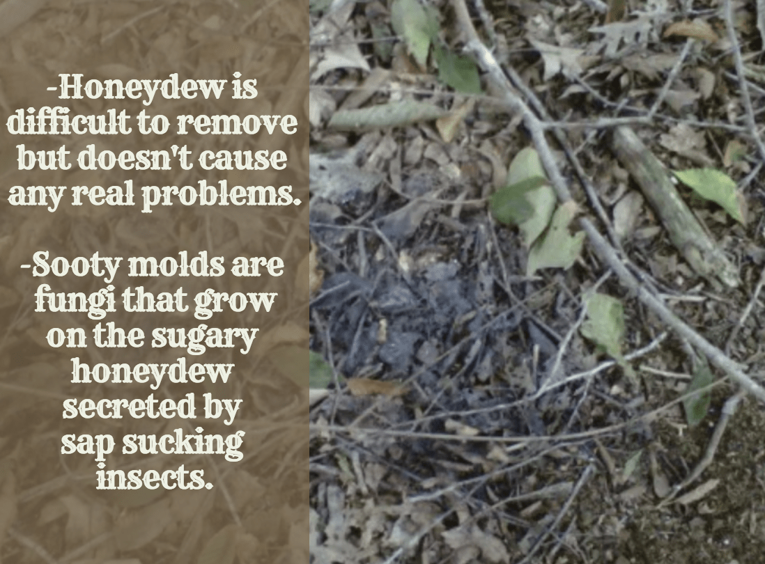 Woolly Aphids: What They Are and How to Get Rid - Dengarden