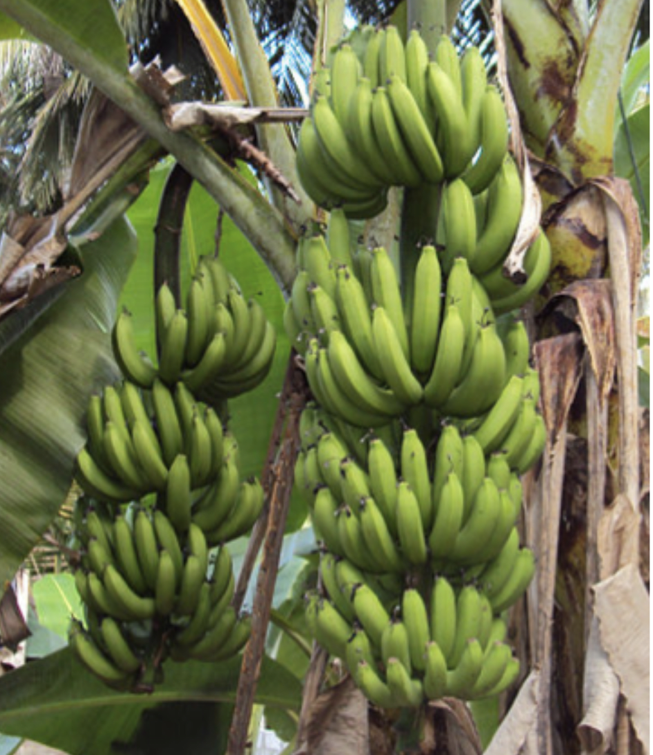 Guide to Plantain Trees - Dengarden