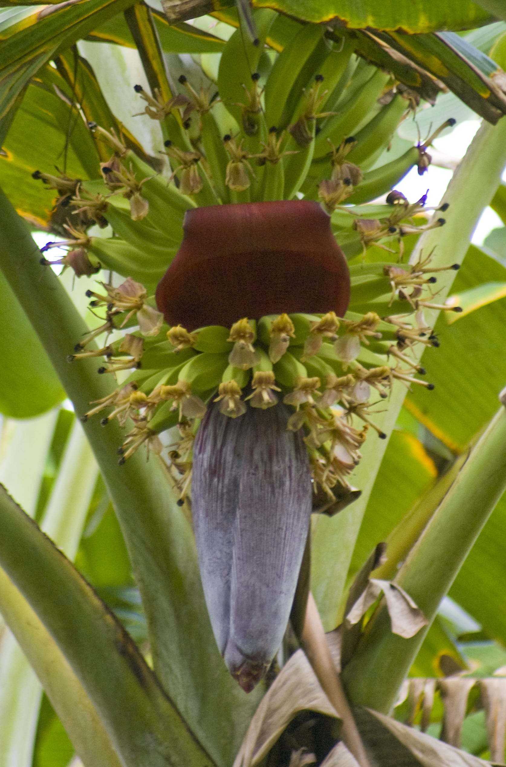 Guide to Plantain Trees - Dengarden