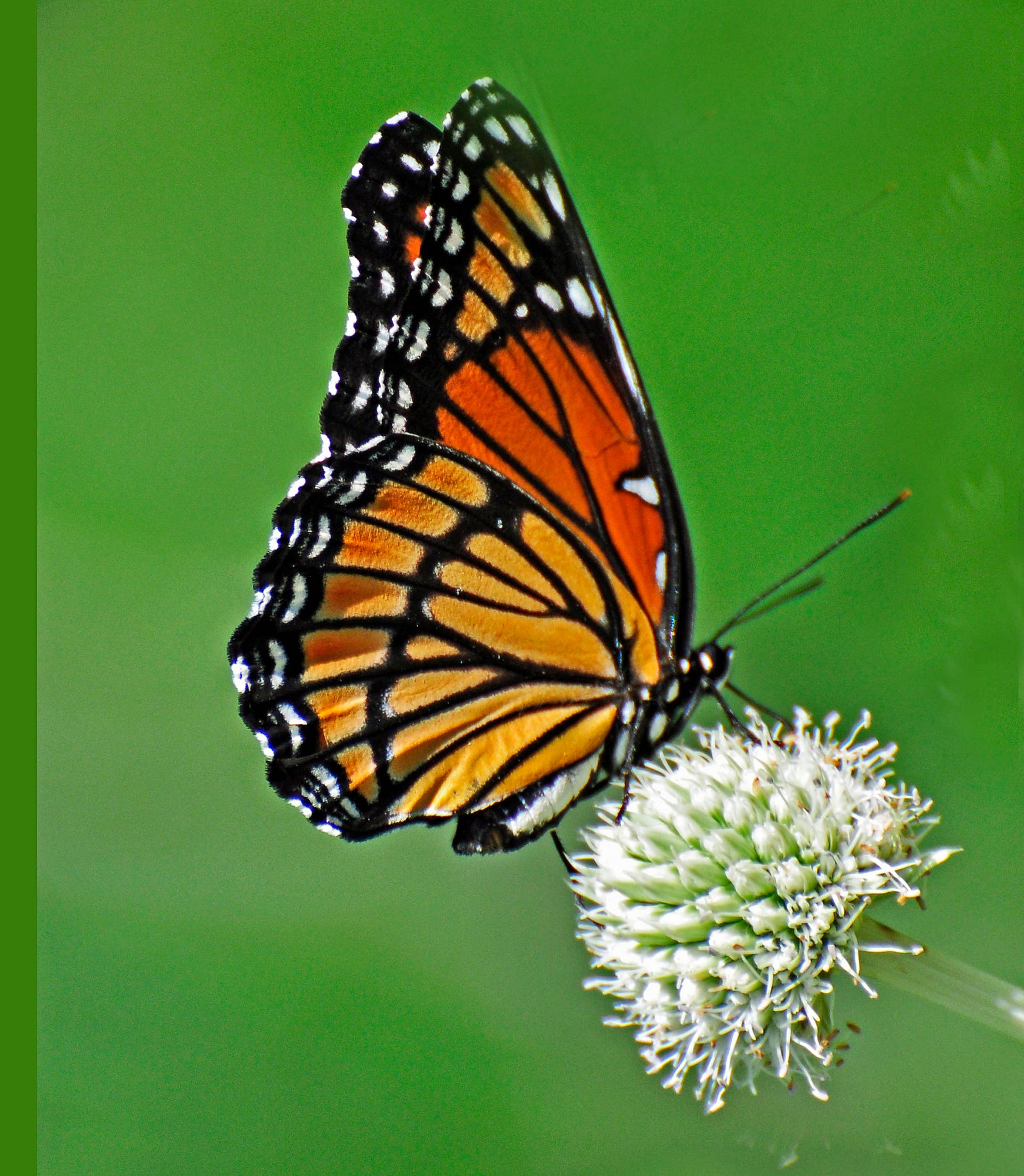 Ten Beautiful Oklahoma Butterfly Species and How to Attract Them ...