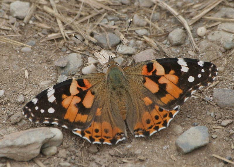 Ten Beautiful Oklahoma Butterfly Species and How to Attract Them ...