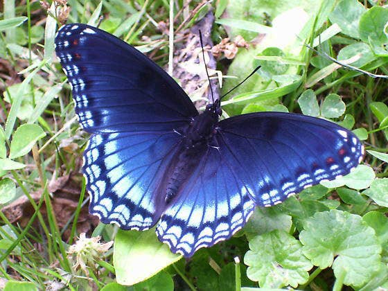 Ten Beautiful Oklahoma Butterfly Species and How to Attract Them ...