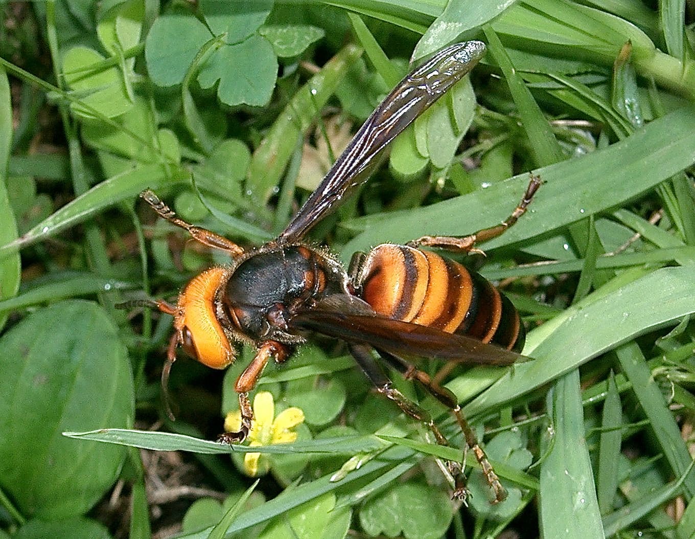 Interesting Facts About Hornets: Large Wasps With Paper Nests - Dengarden
