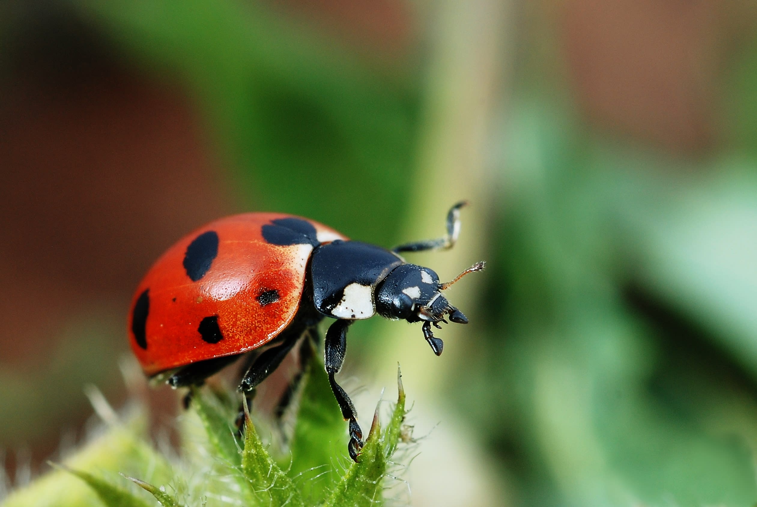 7 Ways Ladybugs Help Humans Plus Tips and Facts - Dengarden