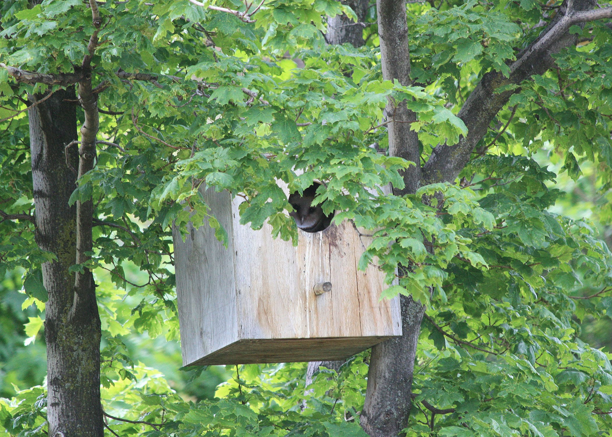 Mouse and Rat Poison: What They're Not Telling Us - Dengarden