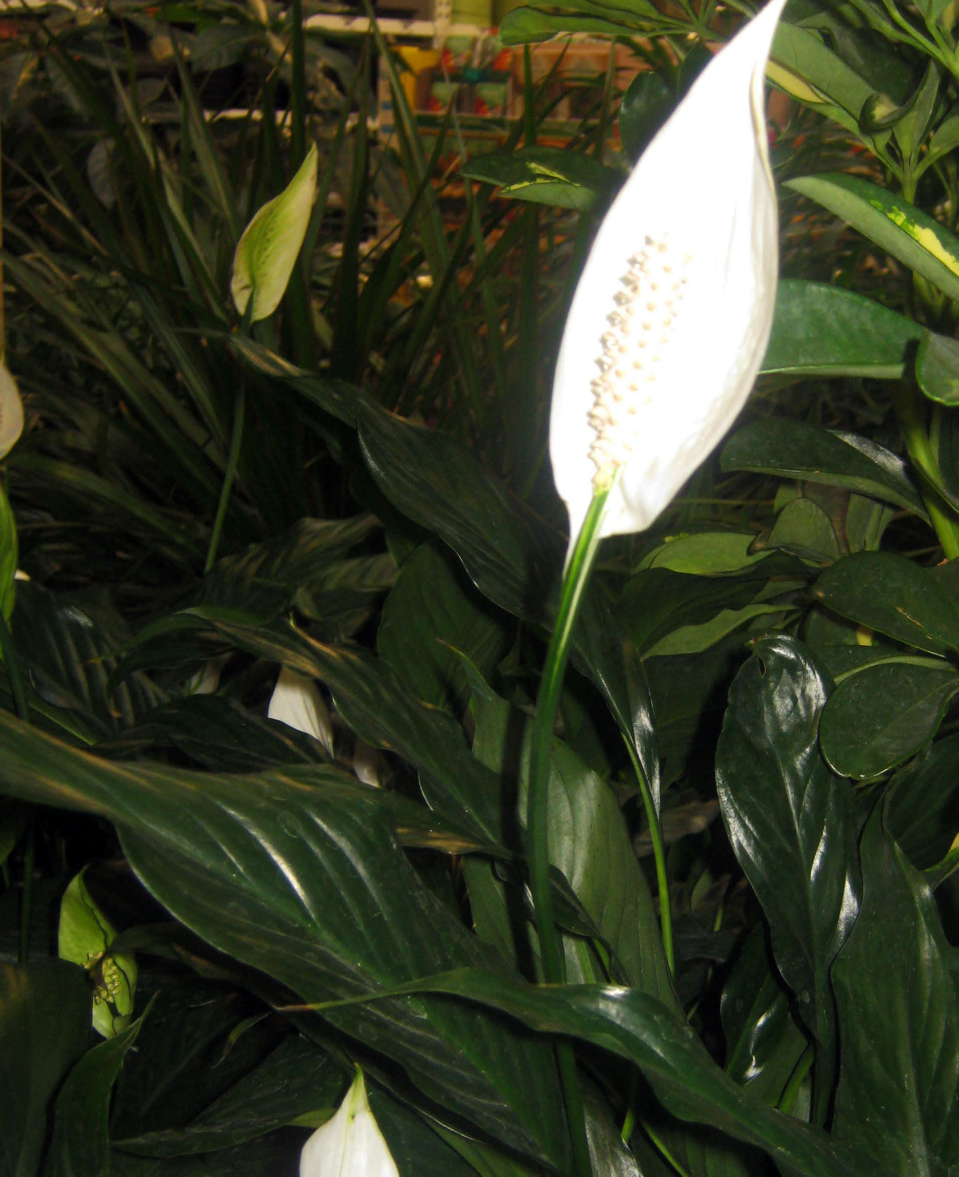 12 Houseplants for Low Light Conditions - Dengarden