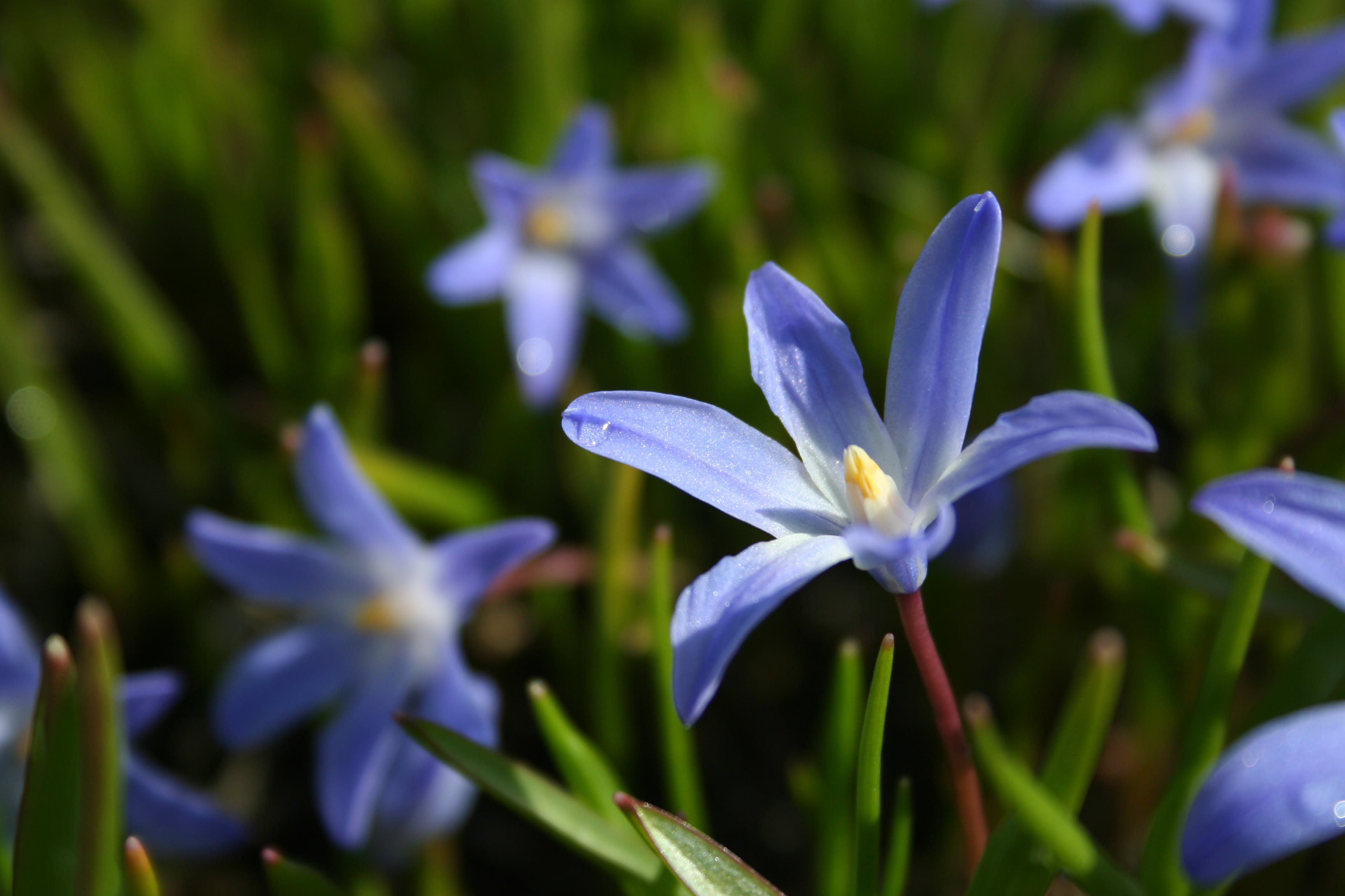 What Are the Earliest Blooming Spring Bulbs? - Dengarden