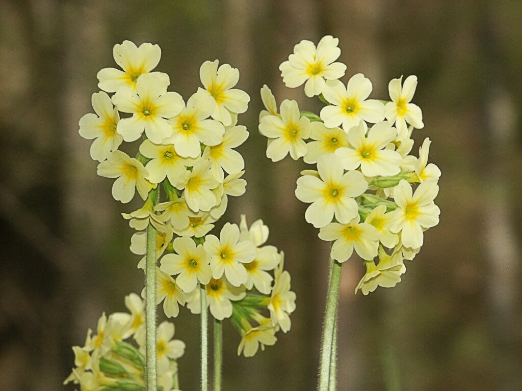 Primulas and Primroses: Facts About Beautiful Spring Flowers - Dengarden