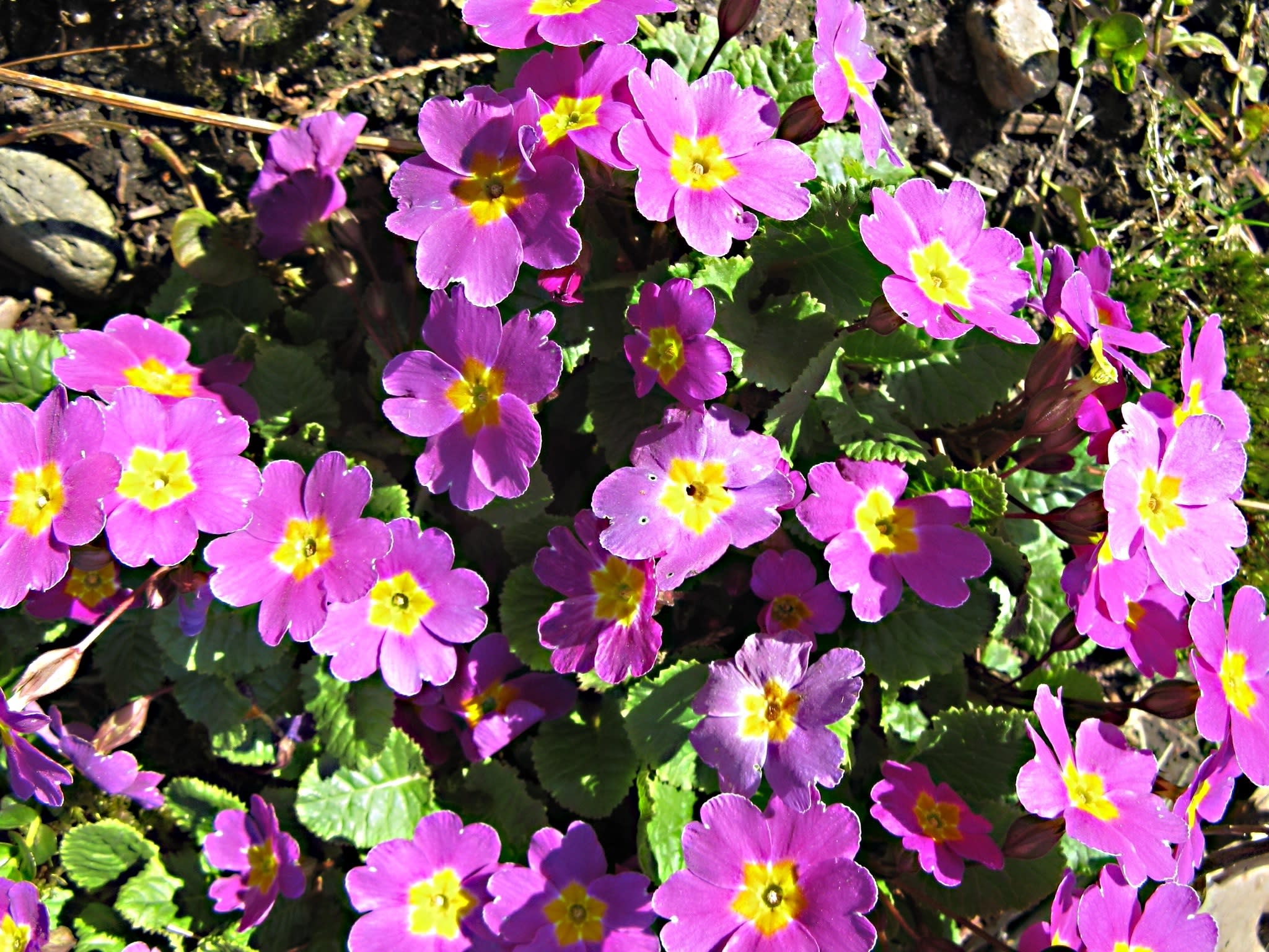 Primulas and Primroses: Facts About Beautiful Spring Flowers - Dengarden