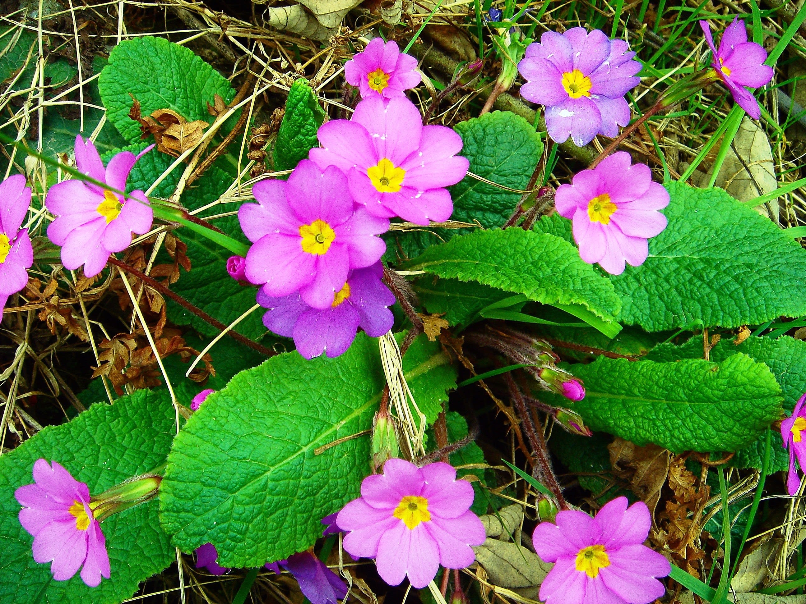 Primulas and Primroses: Facts About Beautiful Spring Flowers - Dengarden