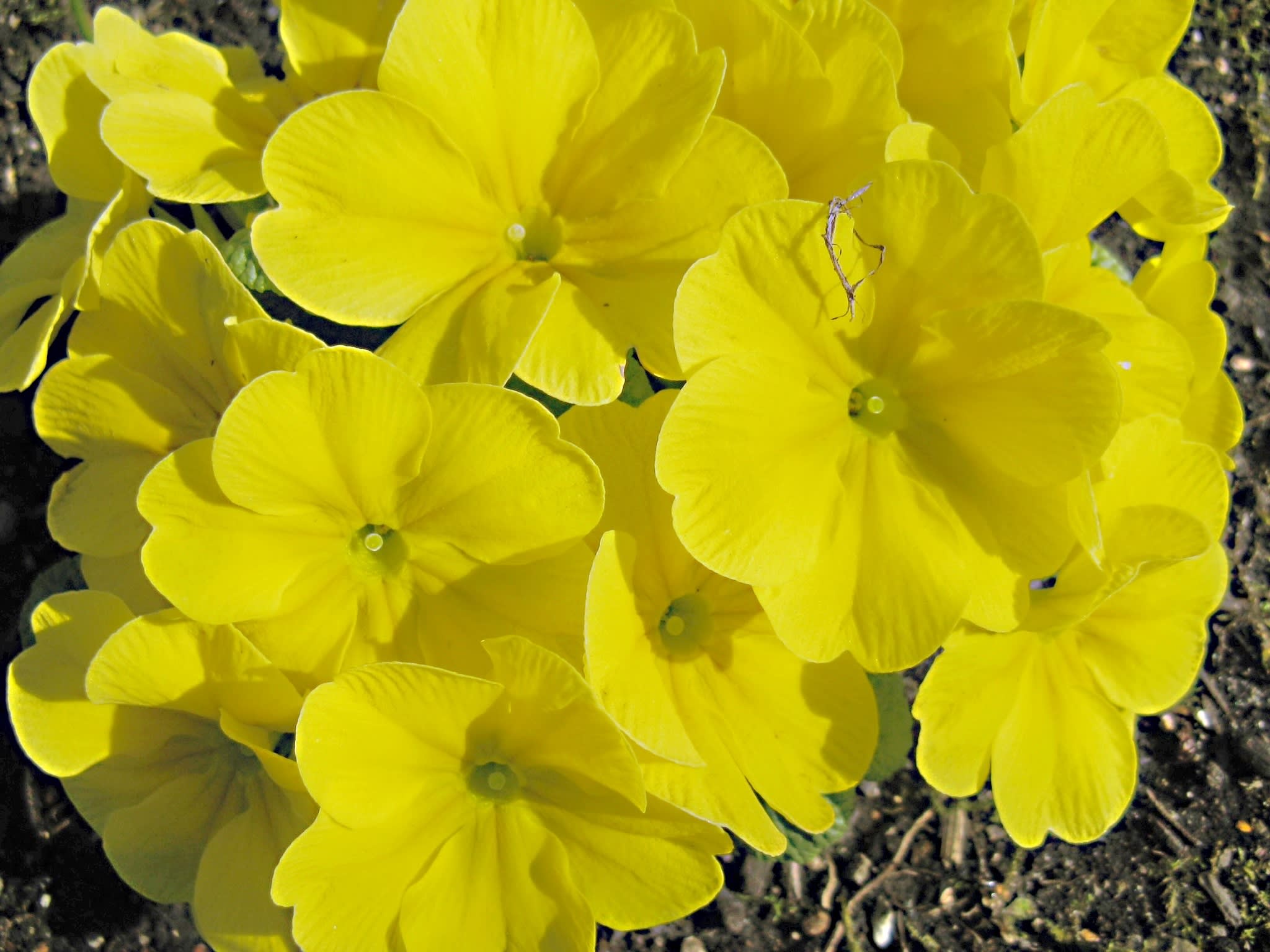 Primulas and Primroses: Facts About Beautiful Spring Flowers - Dengarden