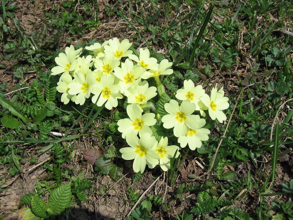 Primulas and Primroses: Facts About Beautiful Spring Flowers - Dengarden