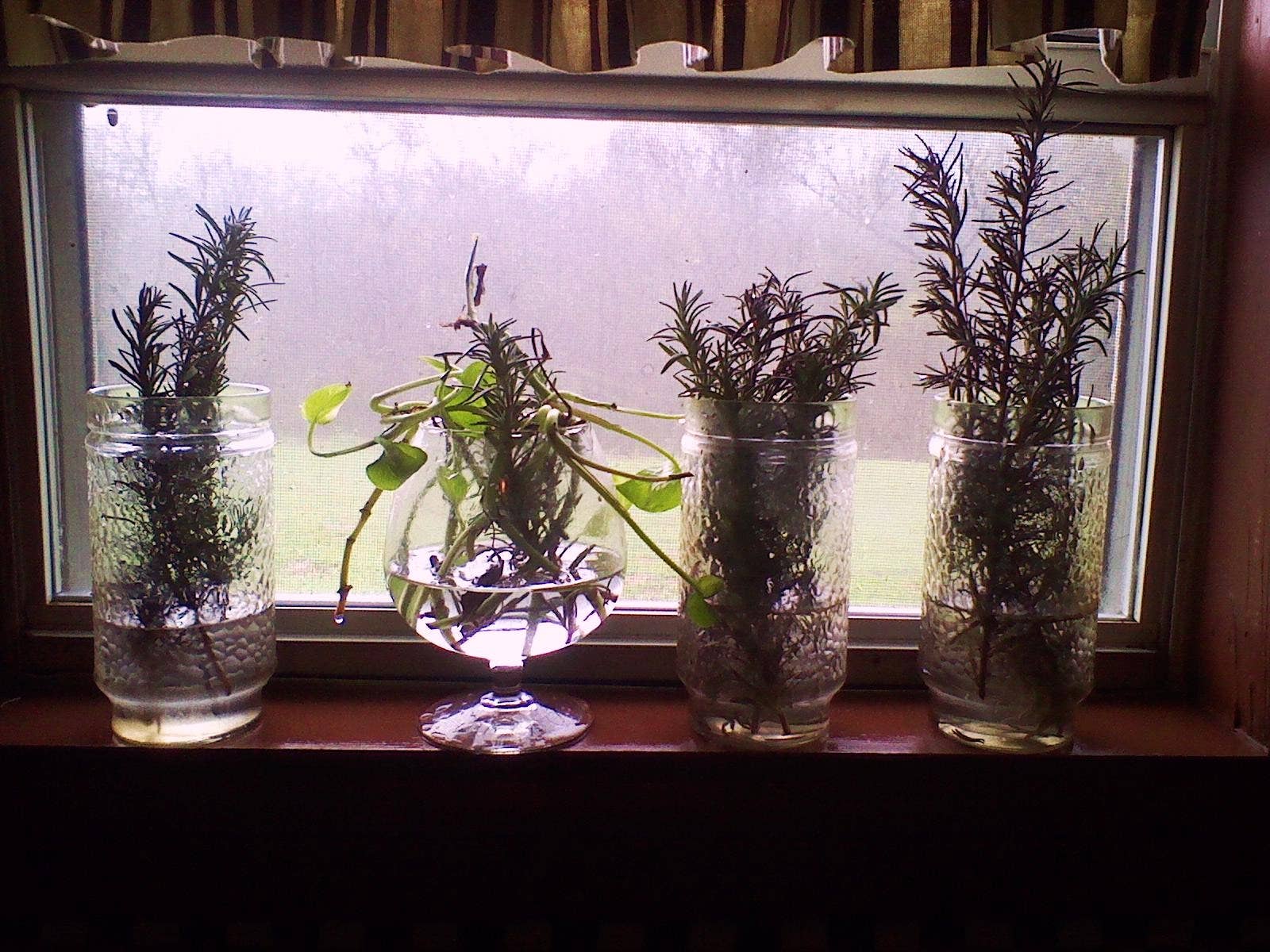 Fun Plants and Ideas for Gardening With Children - Dengarden