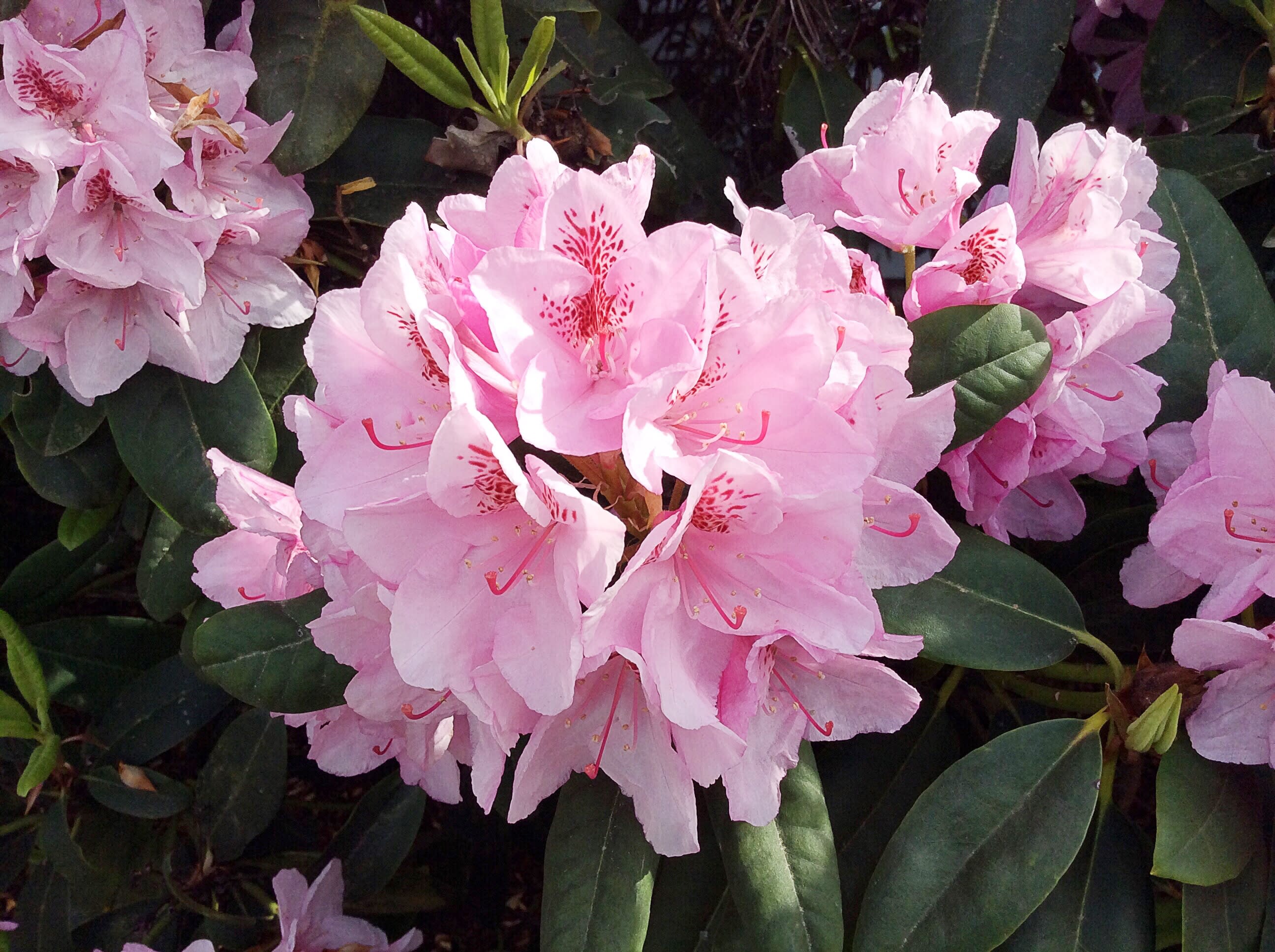 Rhododendron Photos, Plant Facts, and Care Tips - Dengarden