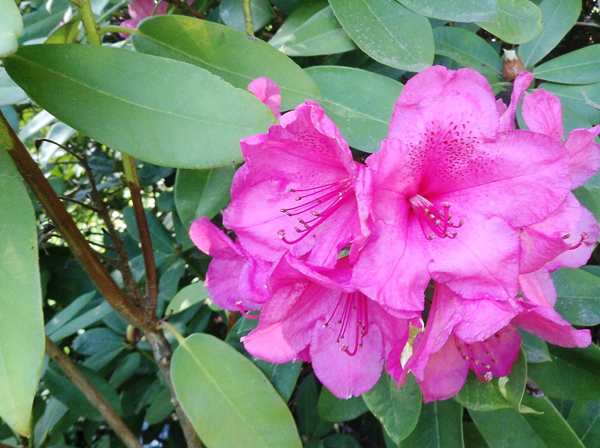 Rhododendron Photos, Plant Facts, and Care Tips - Dengarden