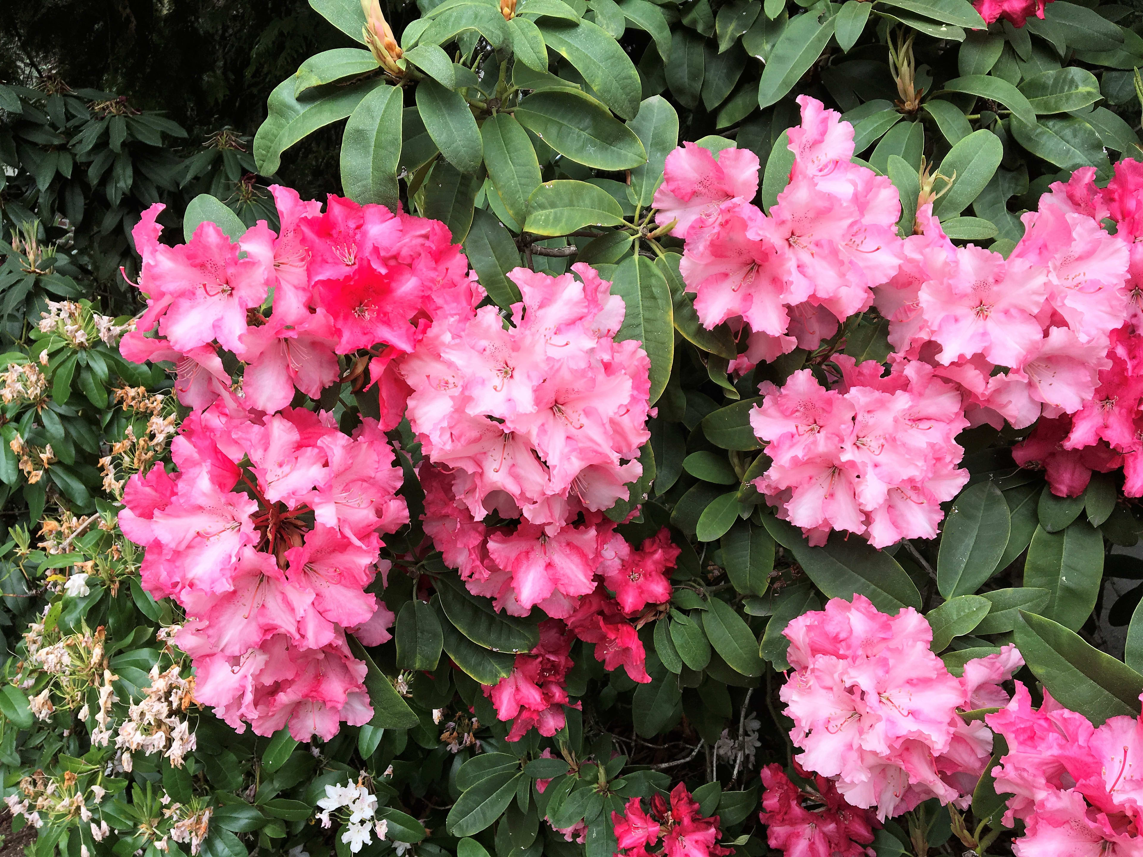 Rhododendron Photos, Plant Facts, and Care Tips - Dengarden
