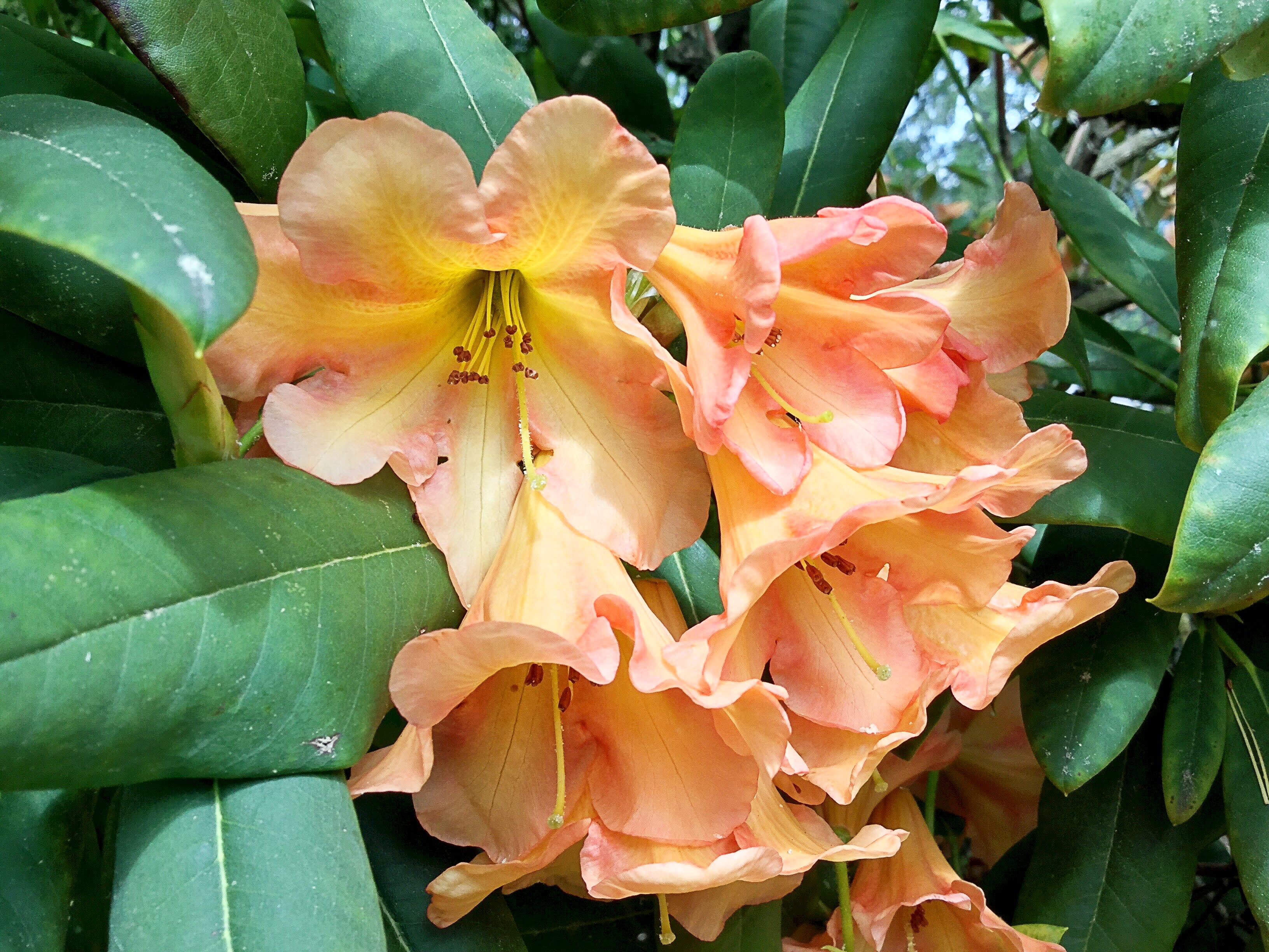 Rhododendron Photos, Plant Facts, and Care Tips - Dengarden