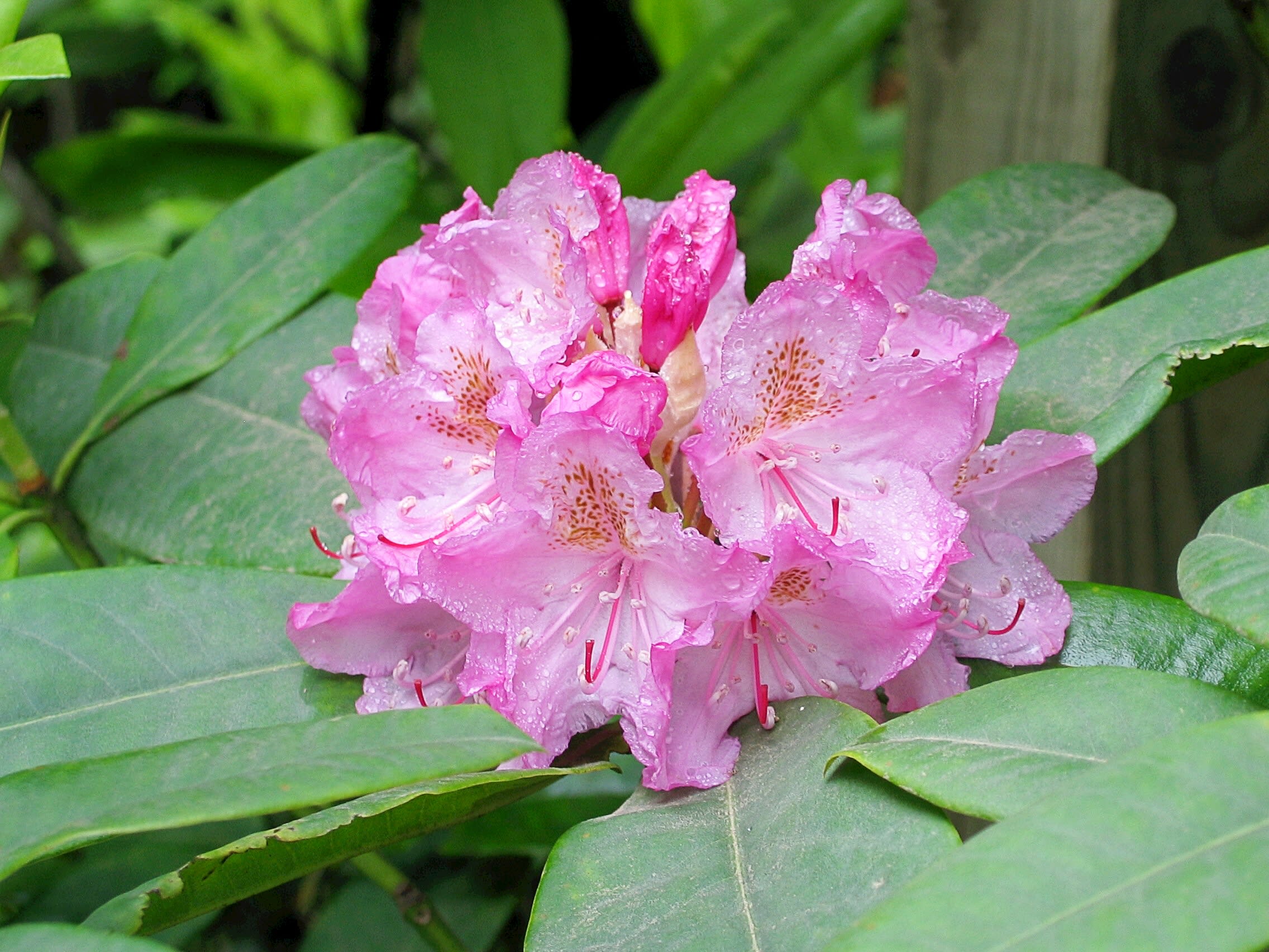 Rhododendron Photos, Plant Facts, and Care Tips - Dengarden