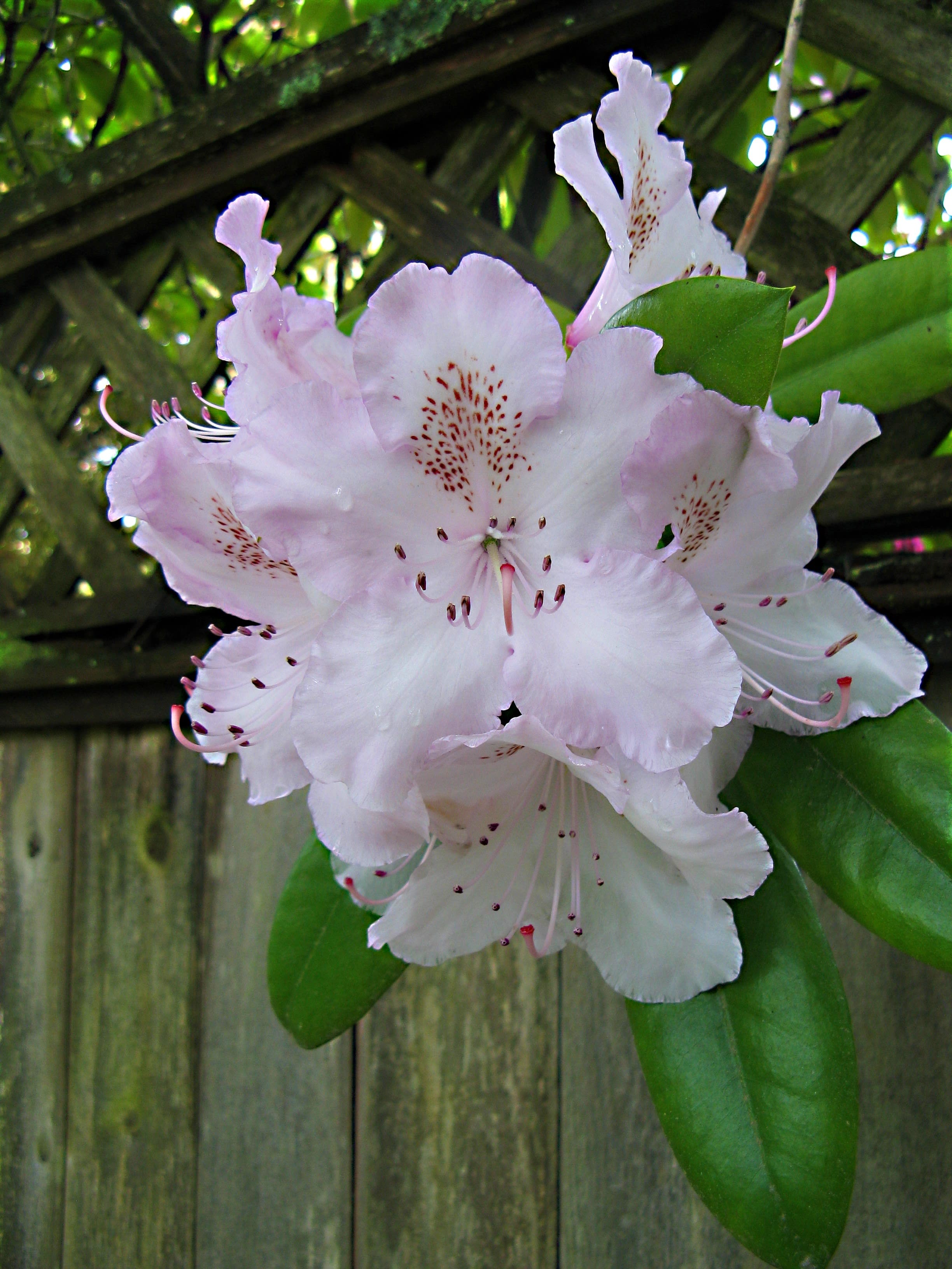 Rhododendron Photos, Plant Facts, and Care Tips - Dengarden