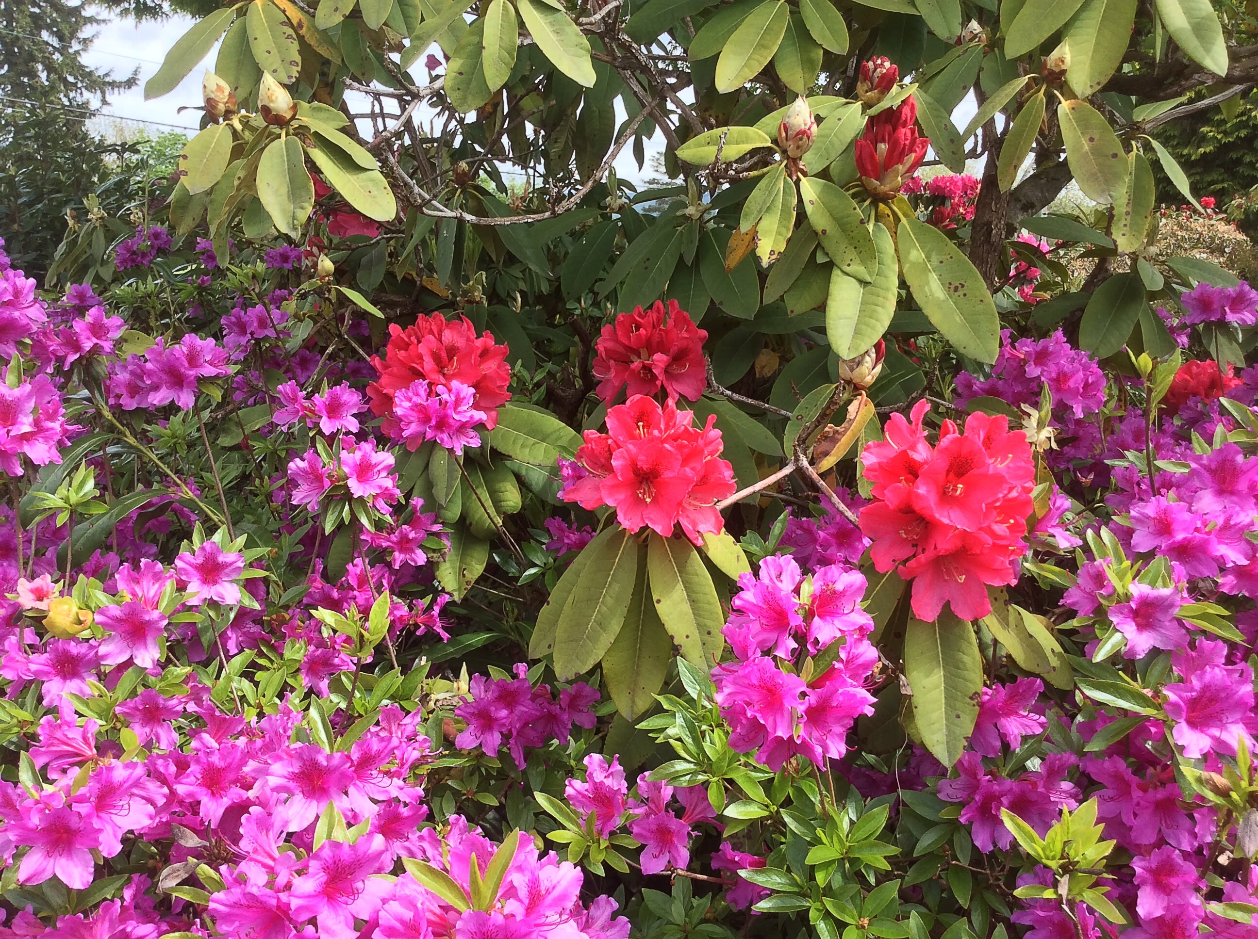 Rhododendron Photos, Plant Facts, and Care Tips - Dengarden