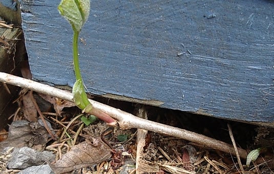 Virginia Creeper Root Foraging Manchester: Wild Grape Juice From The