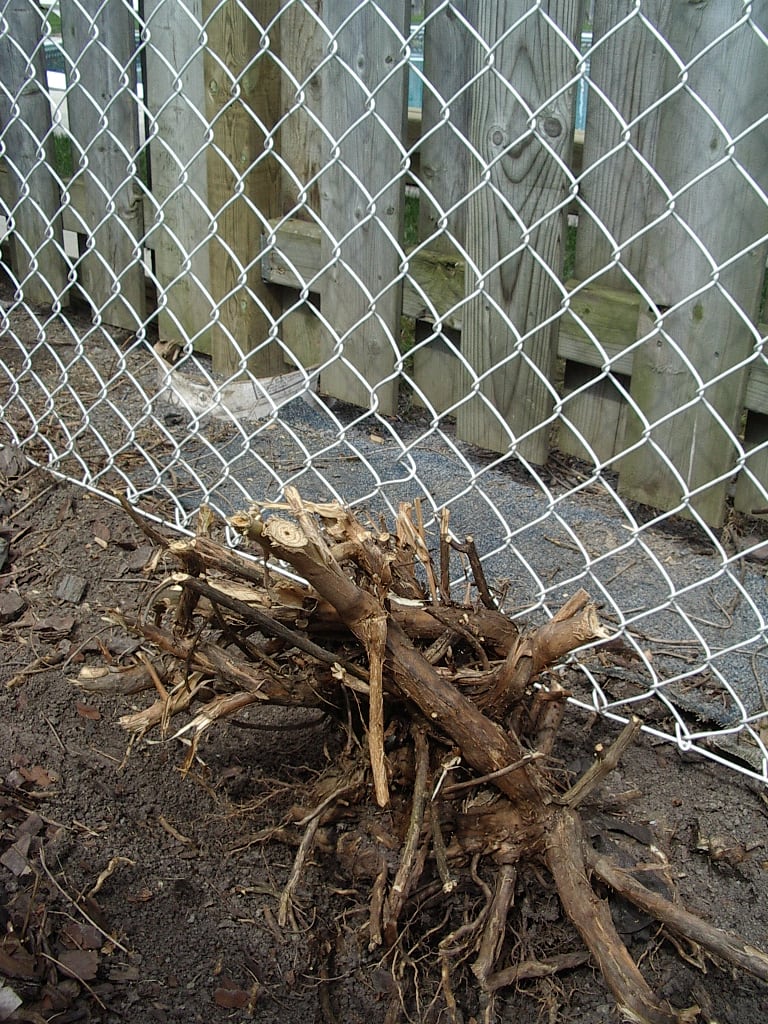 Why You Should Think Twice About Planting Virginia Creeper in Your Yard ...
