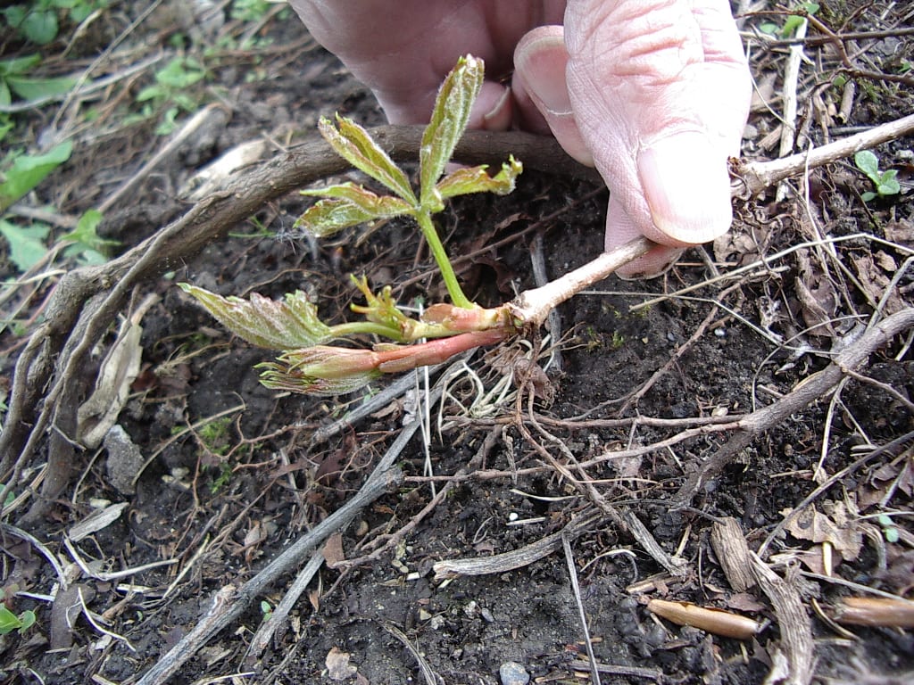 Why You Should Think Twice About Planting Virginia Creeper in Your Yard ...