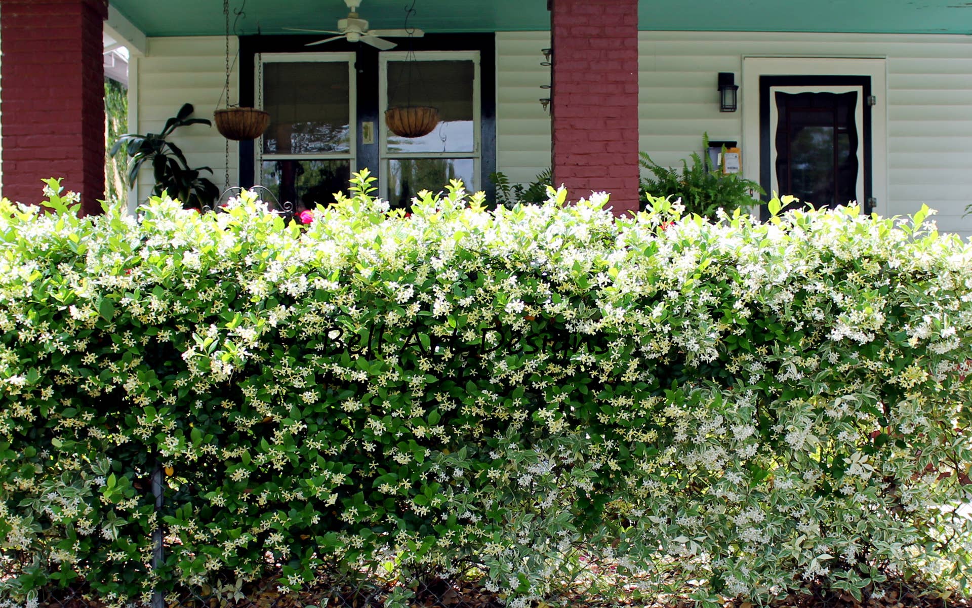 How to Grow Confederate Jasmine in Pots - Dengarden