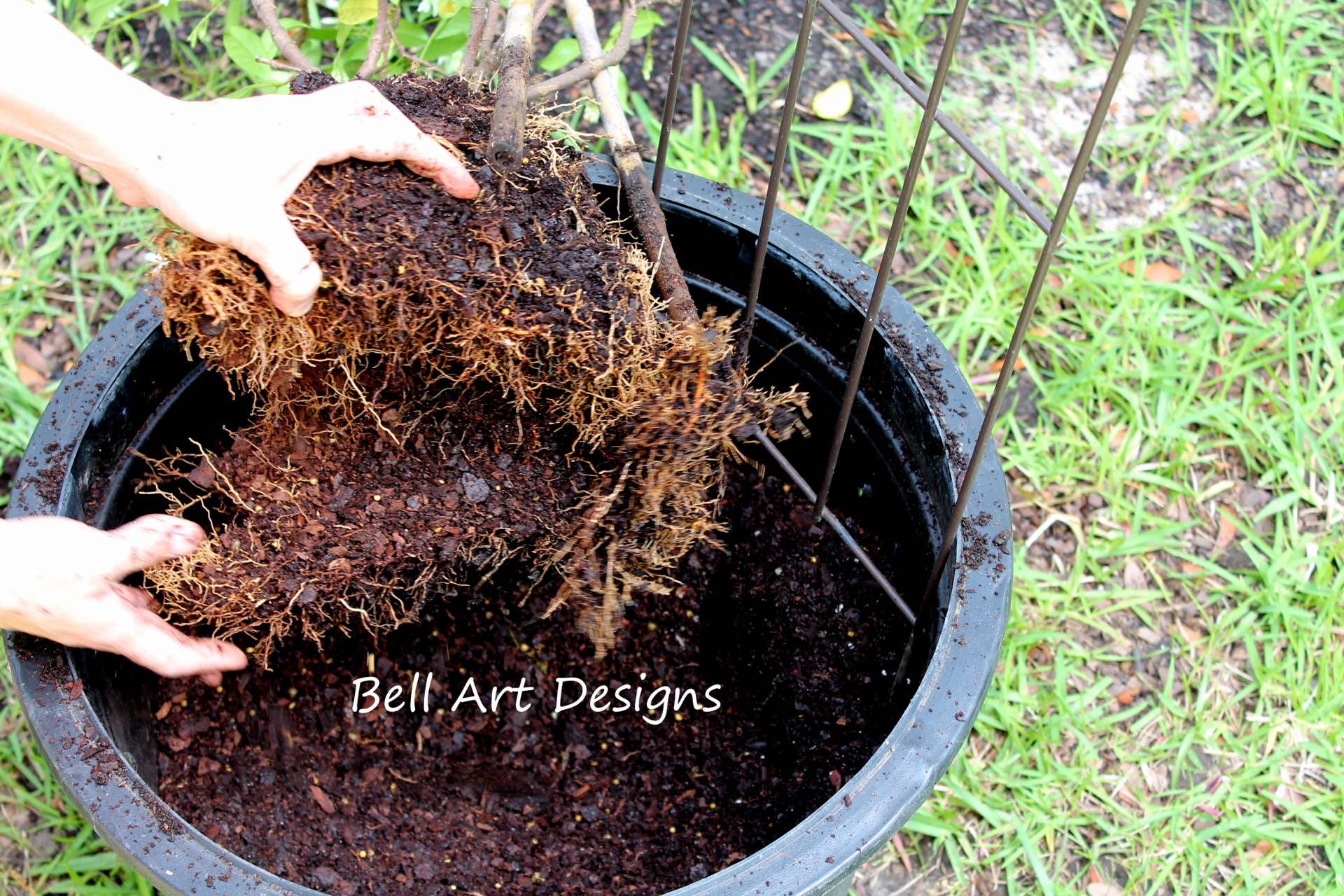 How to Grow Confederate Jasmine in Pots - Dengarden