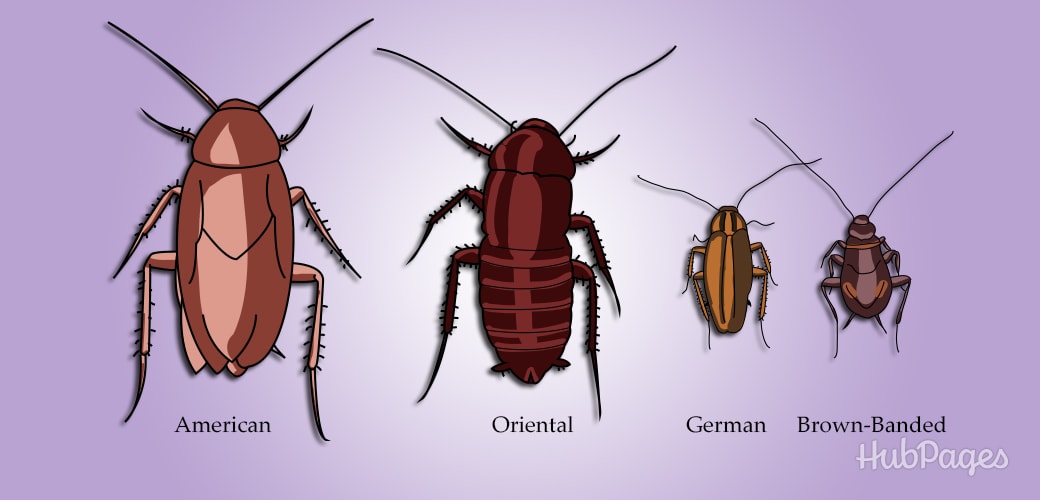 What kills roaches store
