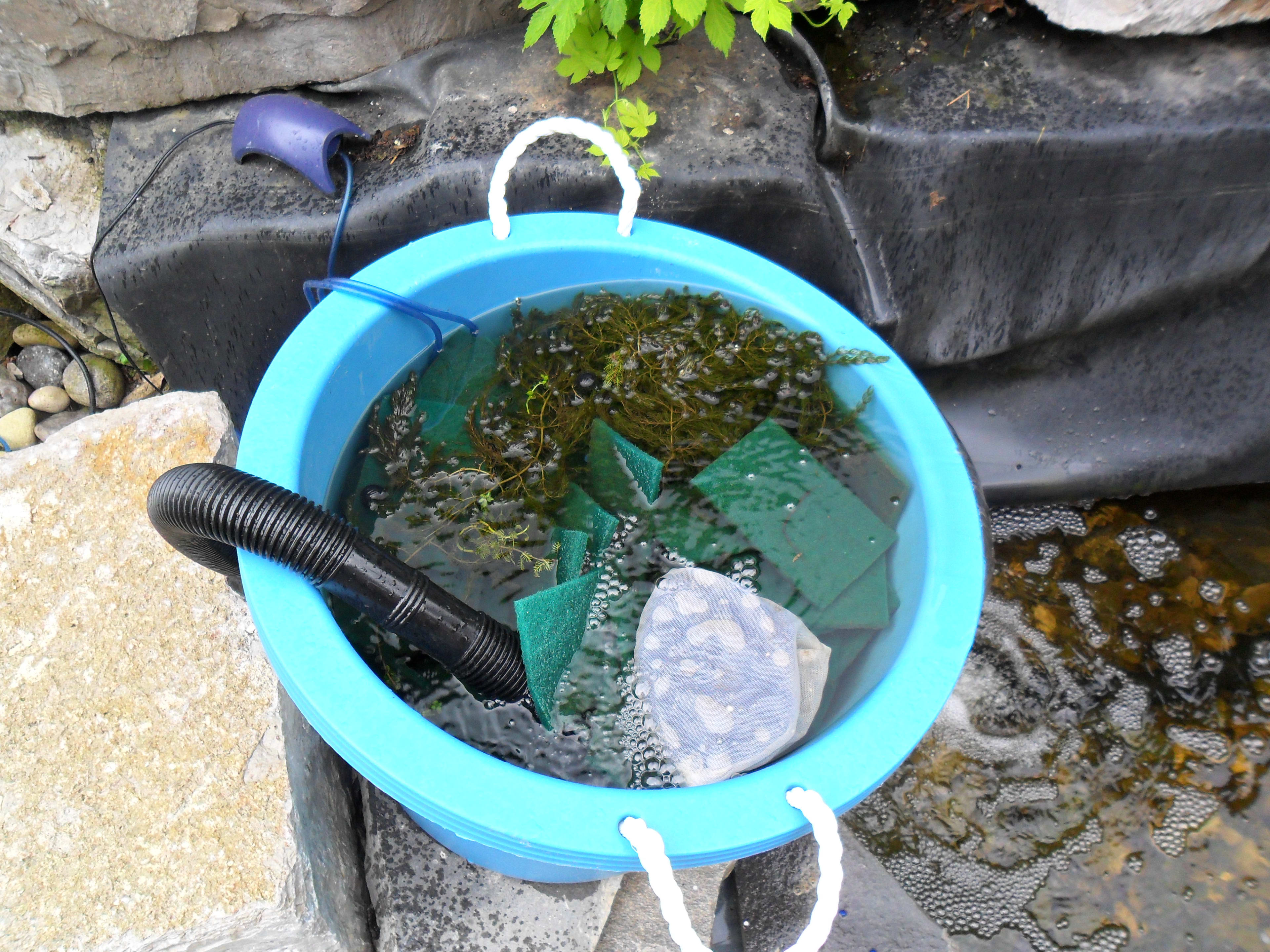 How to Clear Green Pond Water - Dengarden