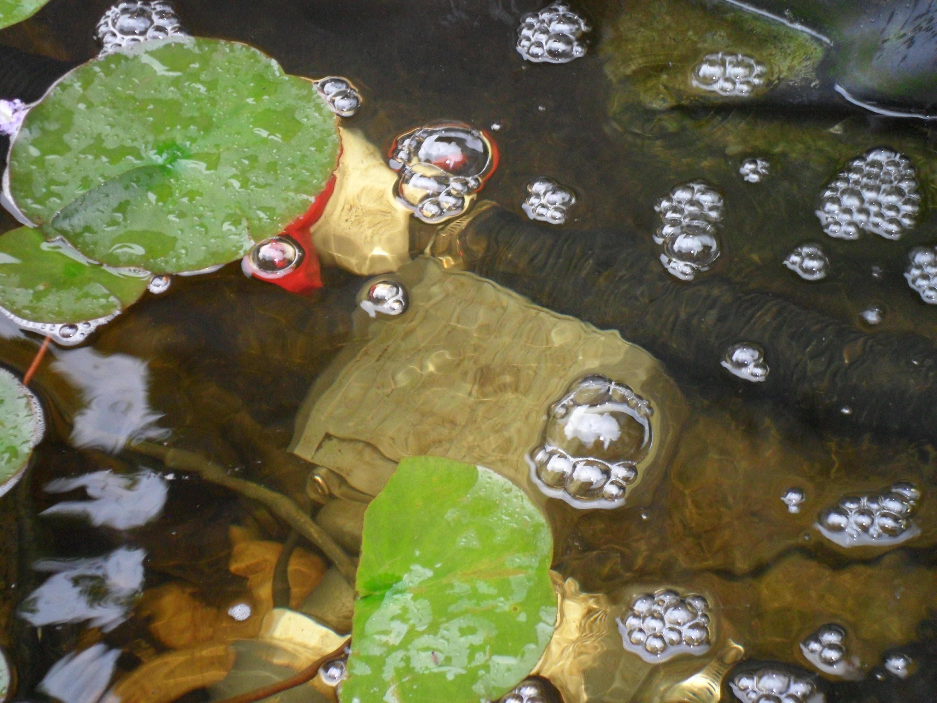 How to Clear Green Pond Water - Dengarden