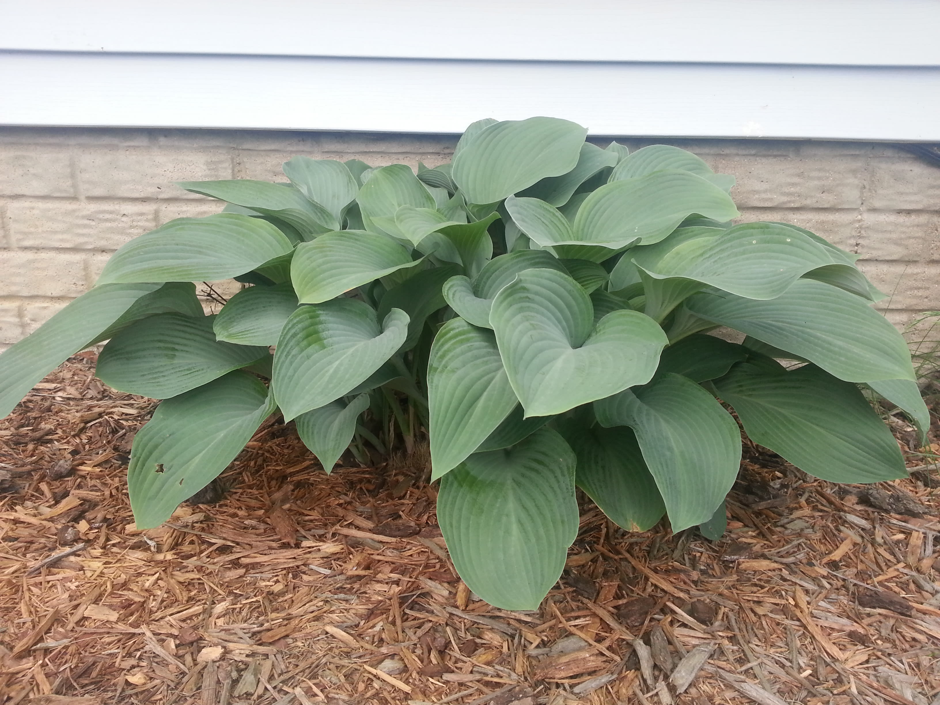 How to Divide Hostas - Dengarden