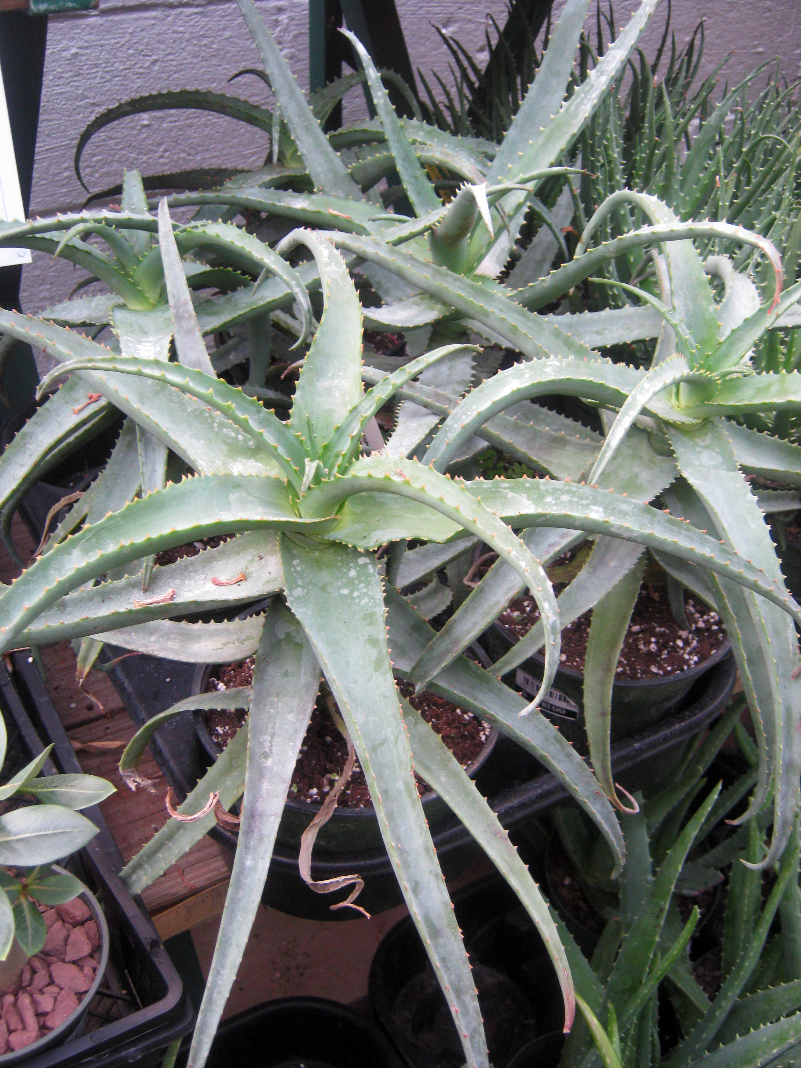 A Gallery of Succulents (and How to Grow Them) - Dengarden