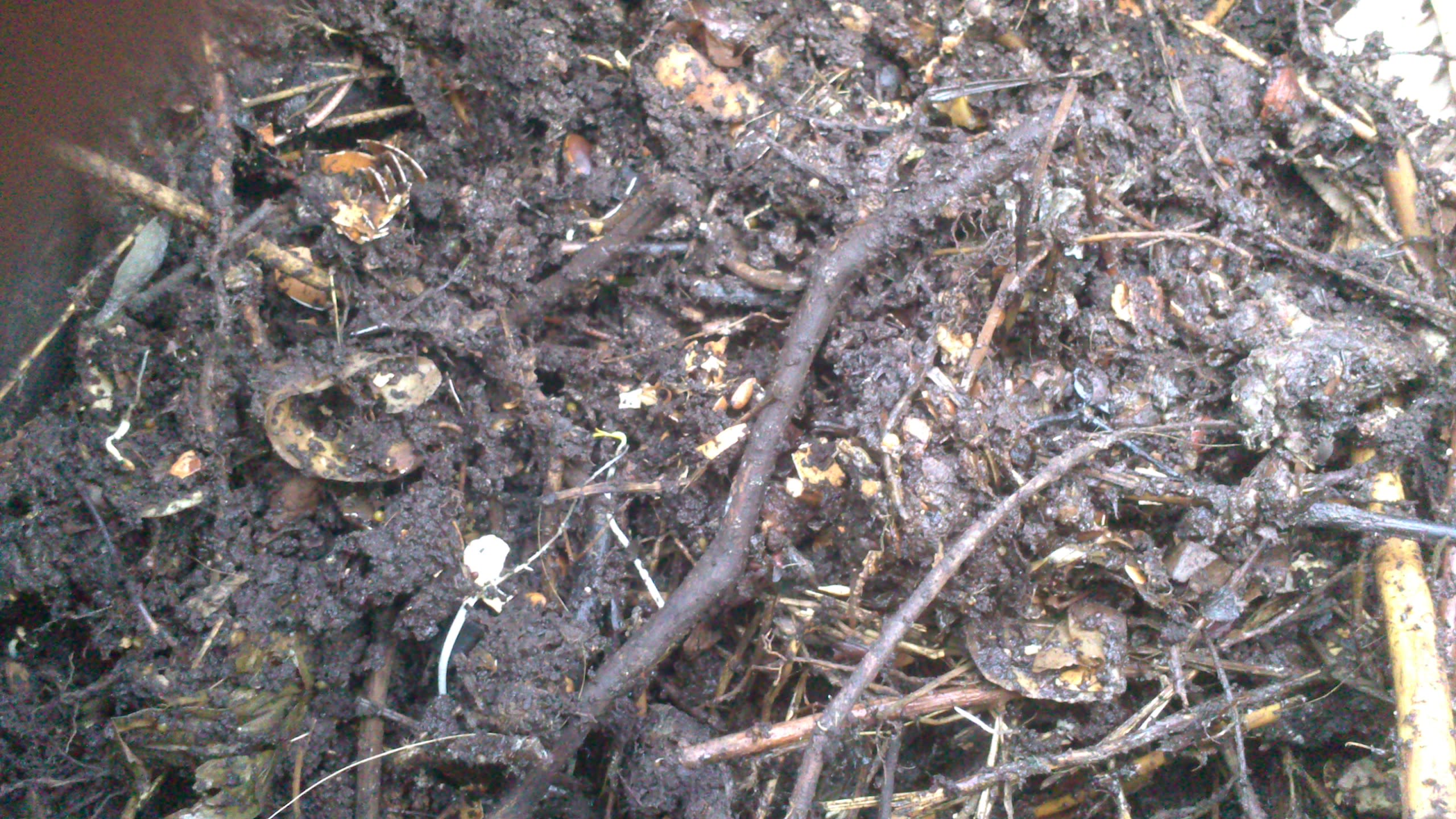 How to Fix Slimy Compost and Stop It From Turning to Sludge - Dengarden