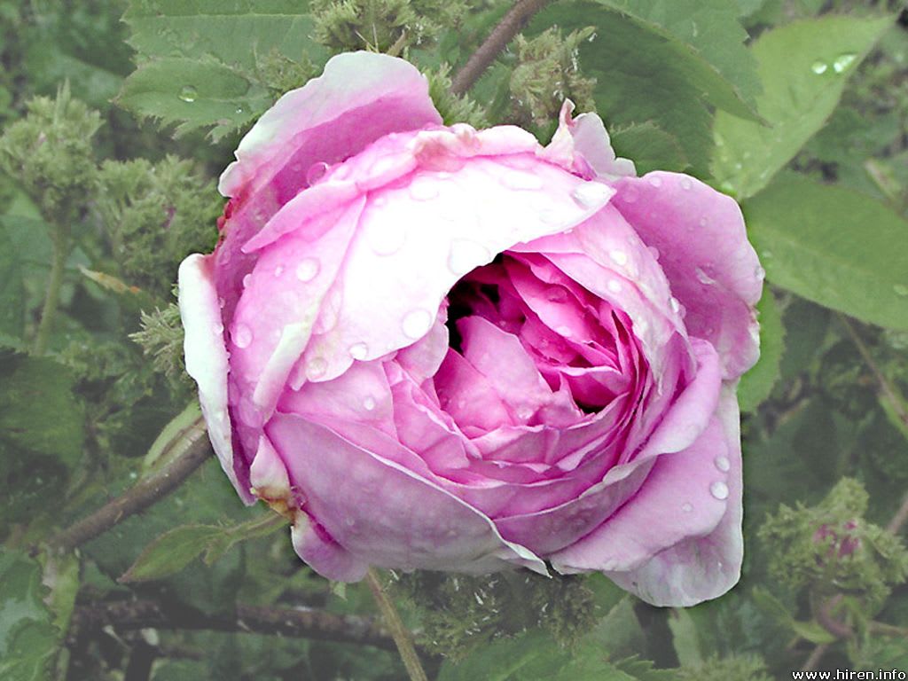 The Best and Most Fragrant Roses for Making Rose Water - Dengarden