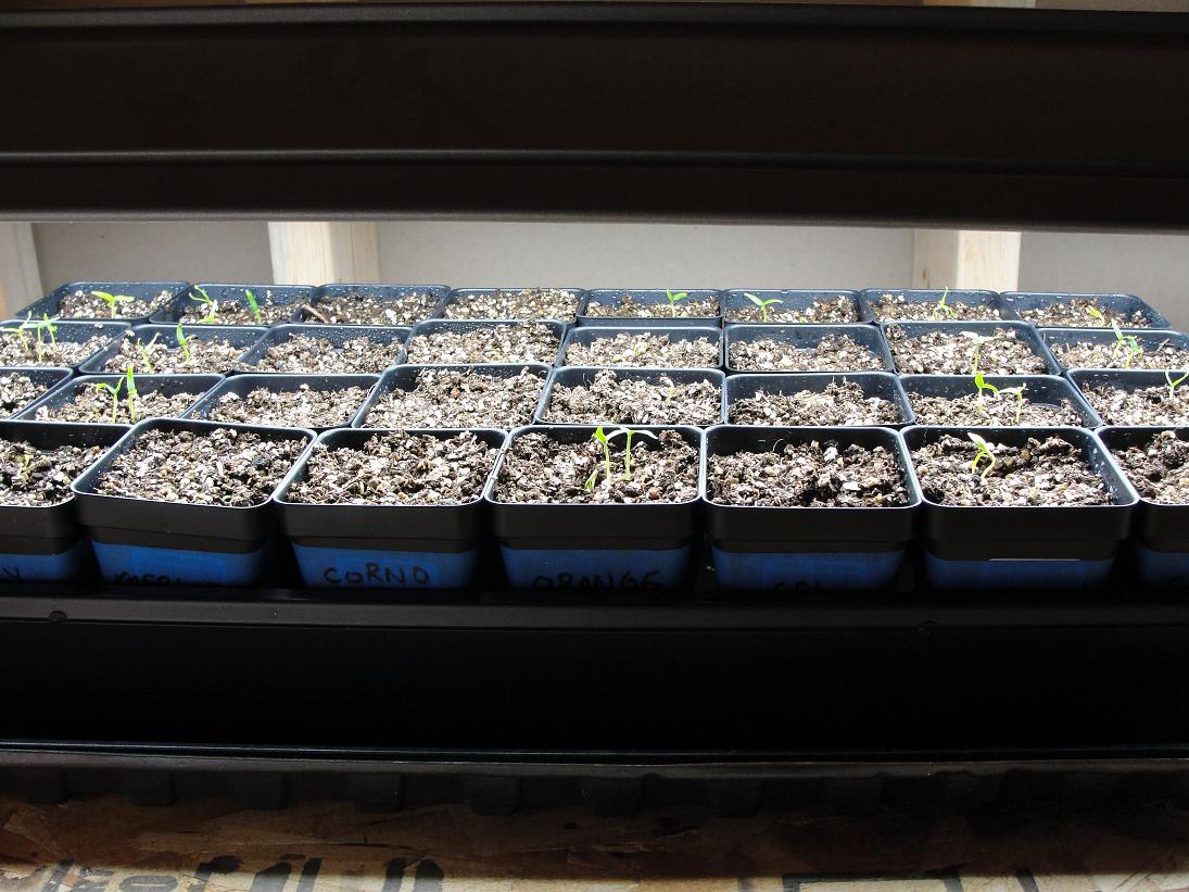 The Best Cheap Seed-Starting Supplies - Dengarden