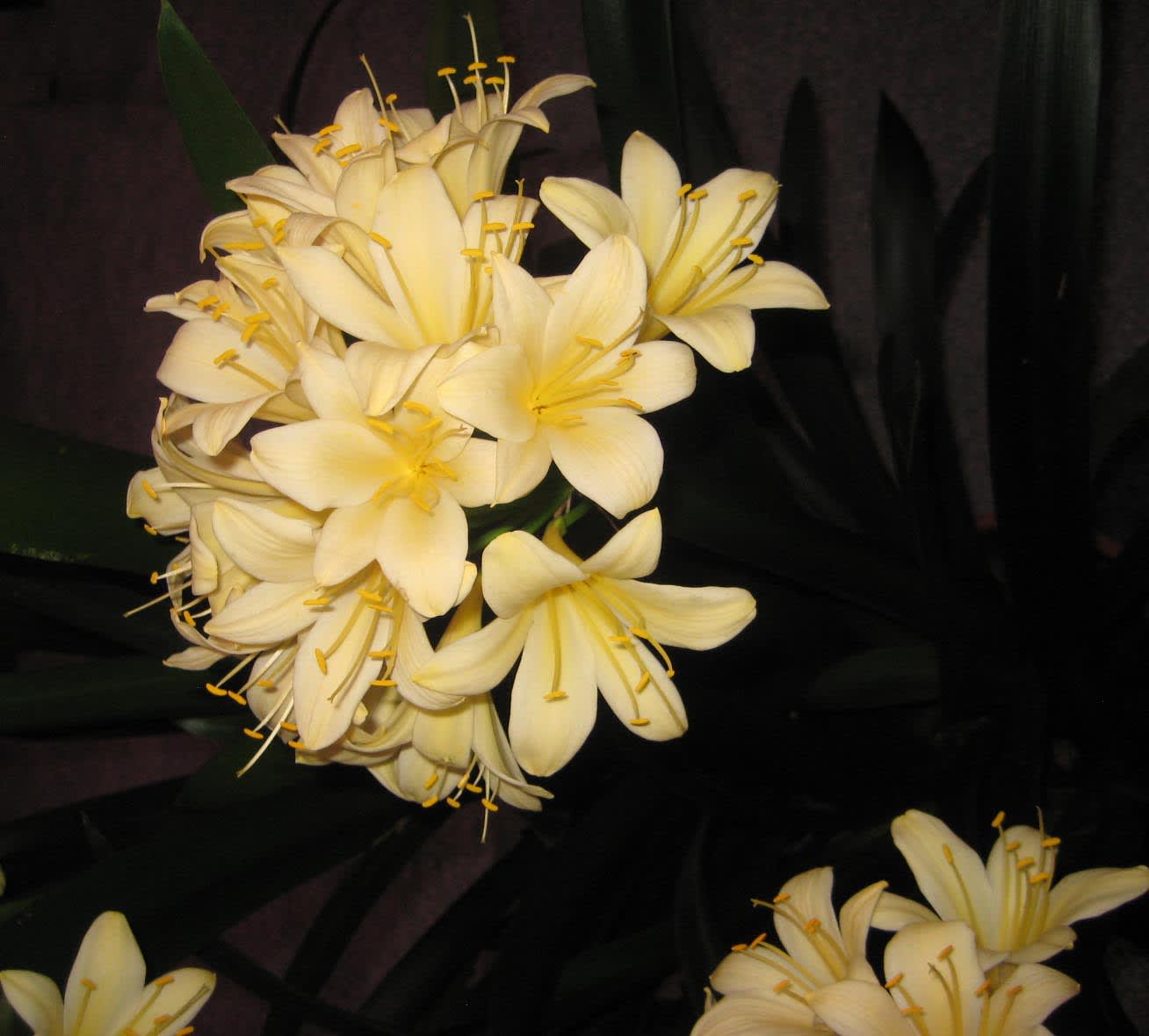 Clivea Miniata: An Easy-to-Care-for Flowering Houseplant - Dengarden